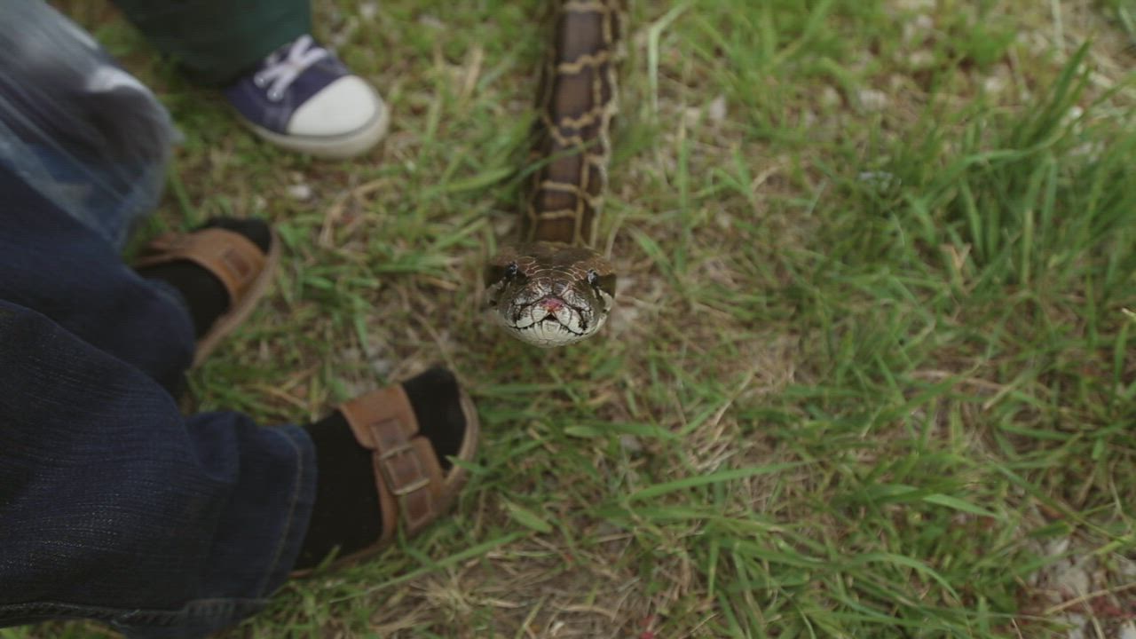 A snake inspects a person - Free Stock Video