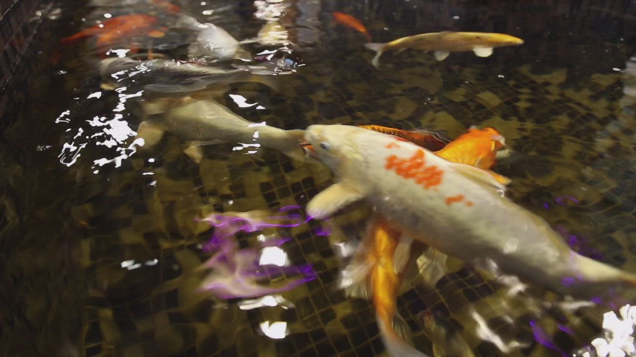 School of fish swimming in a pool - Free Stock Video