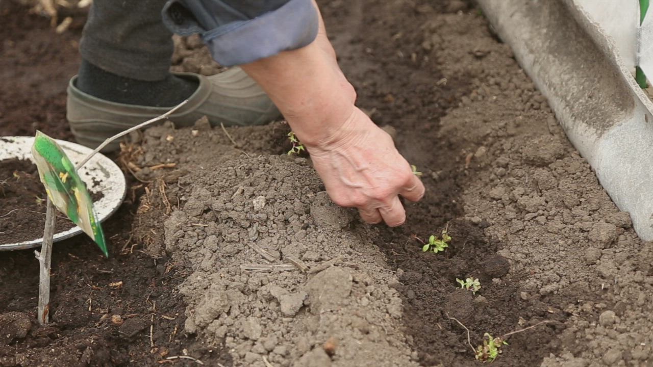Planting seeds in soil - Free Stock Video
