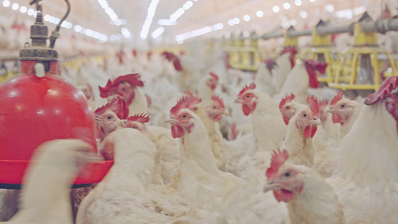 Hundreds of chickens eating on a large farm - Free Stock Video