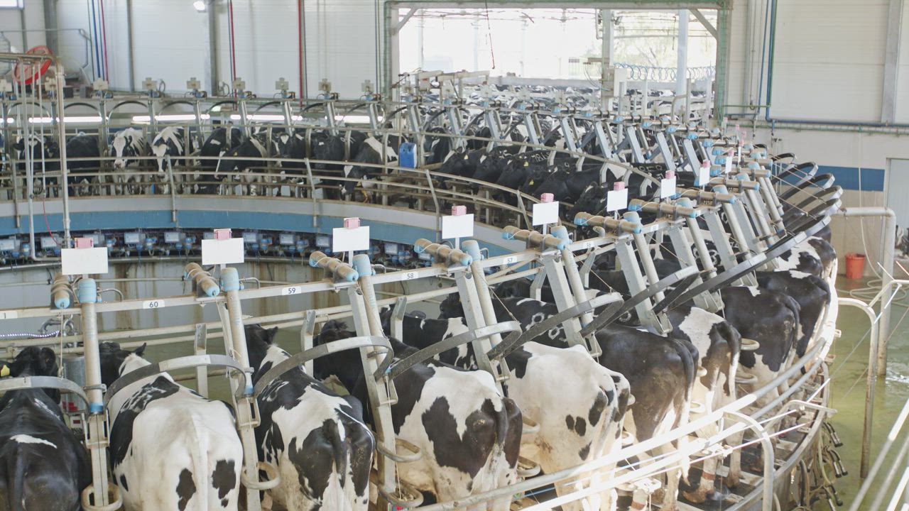 Rotary milking parlor with farm cows - Free Stock Video