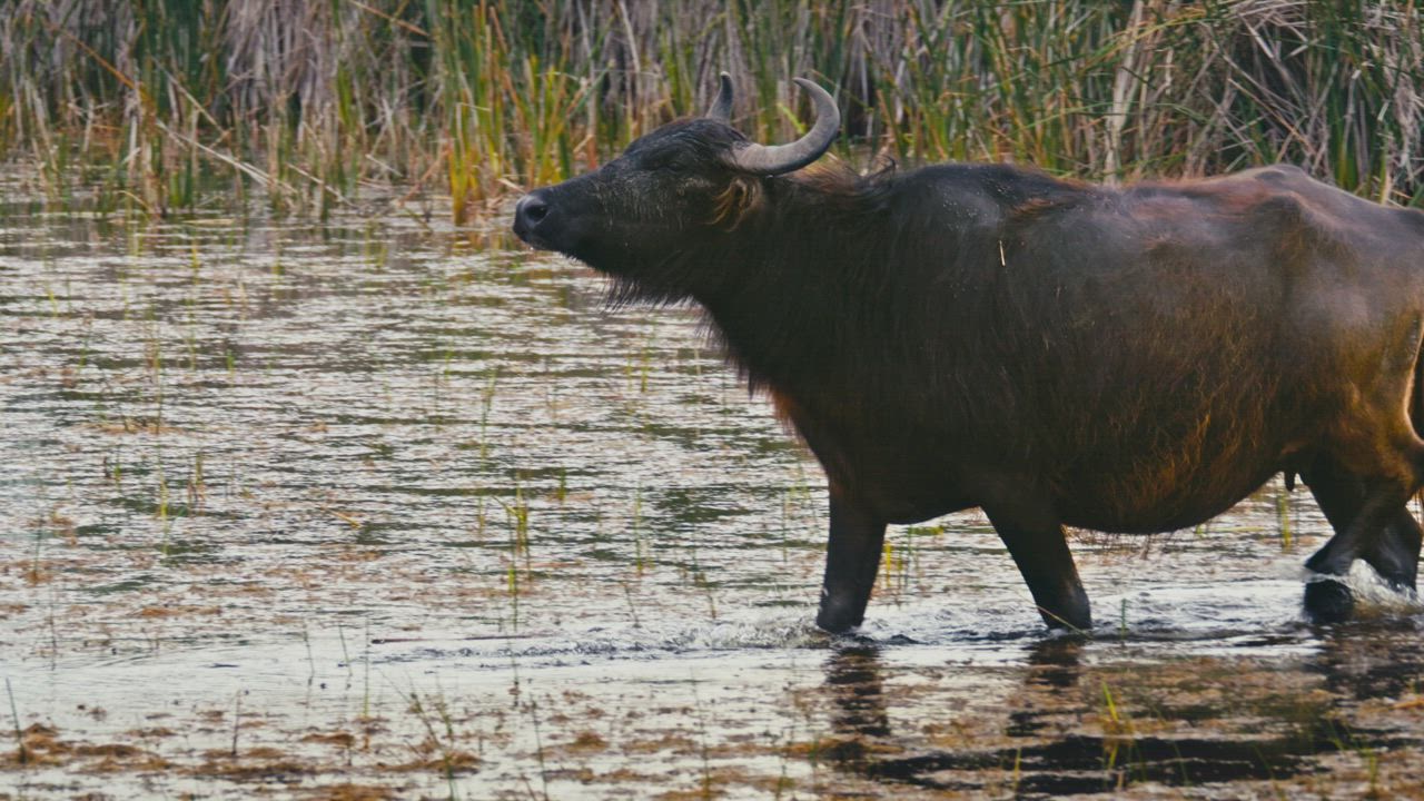 African buffalo walking through a boggy pond - Free Stock Video