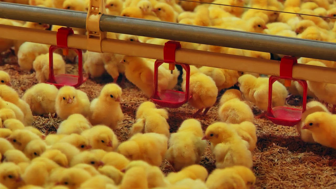 Bird feeder feeding baby chicks on a country farm - Free Stock Video