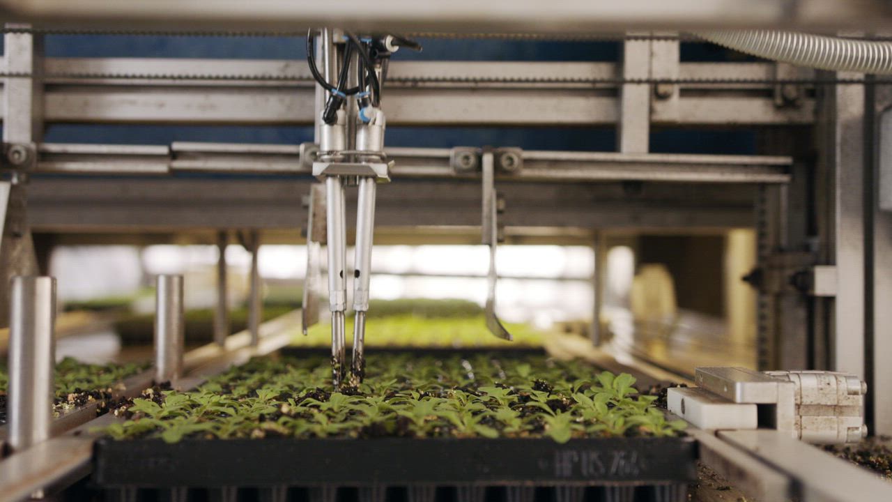 Automatic sprout planting - Free Stock Video