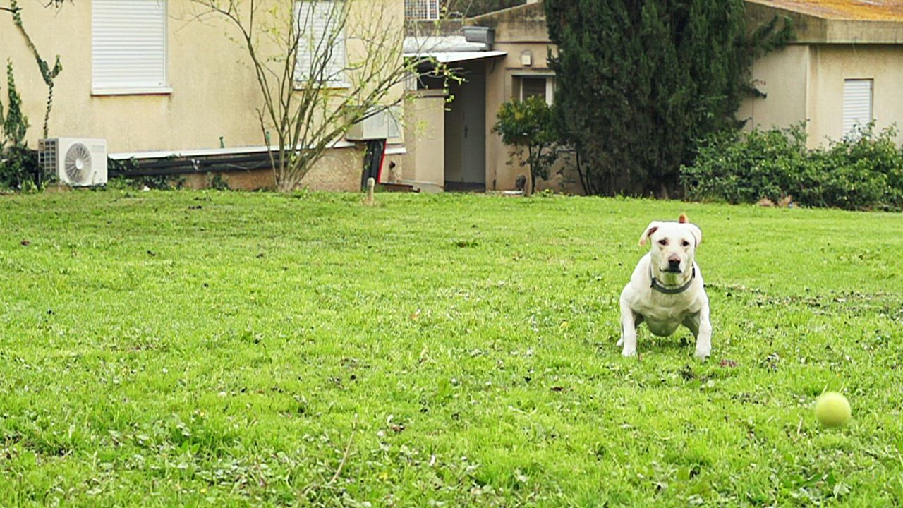 White dog catching a tennis ball - Free Stock Video