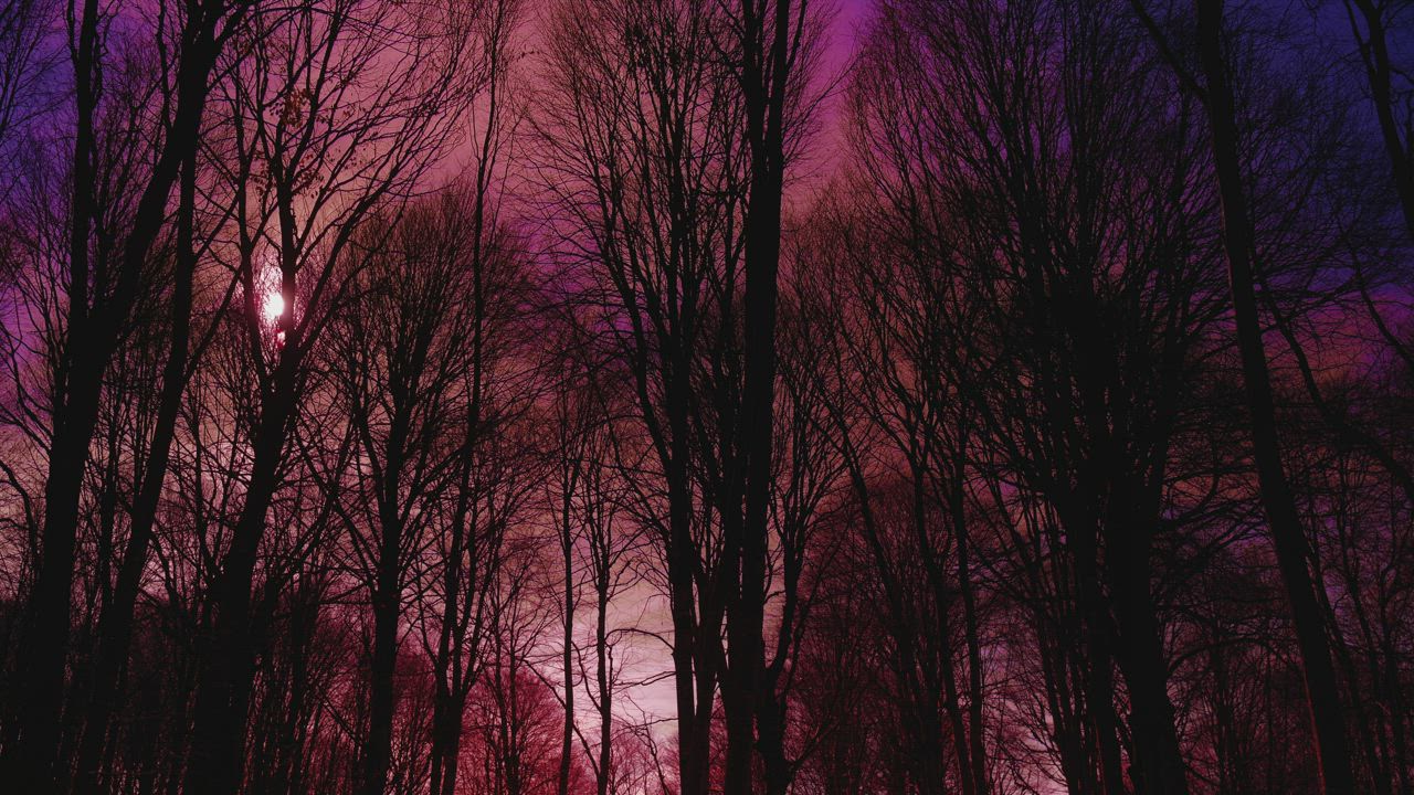 Freaky paranormal night in the forest - Free Stock Video