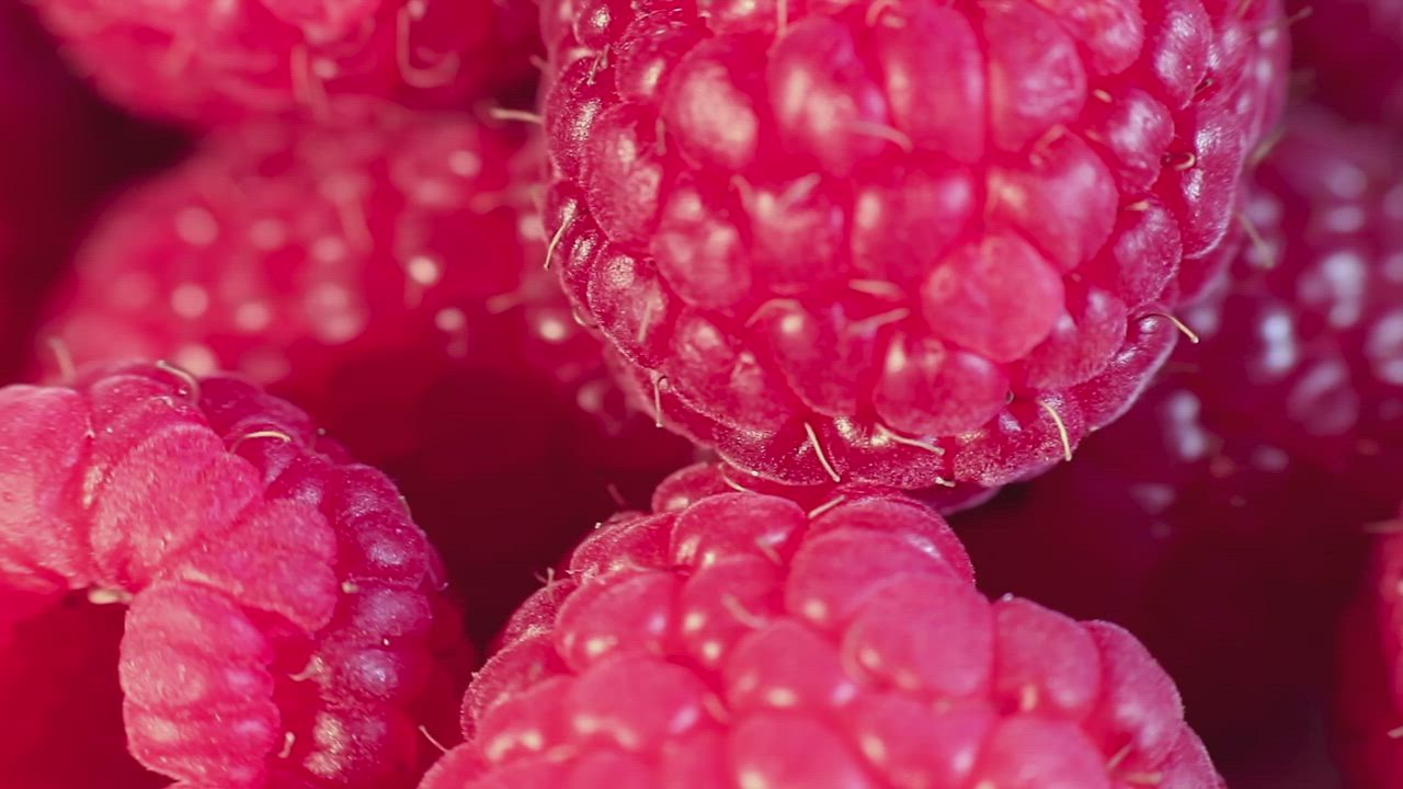 Close up of plump fresh raspberries - Free Stock Video
