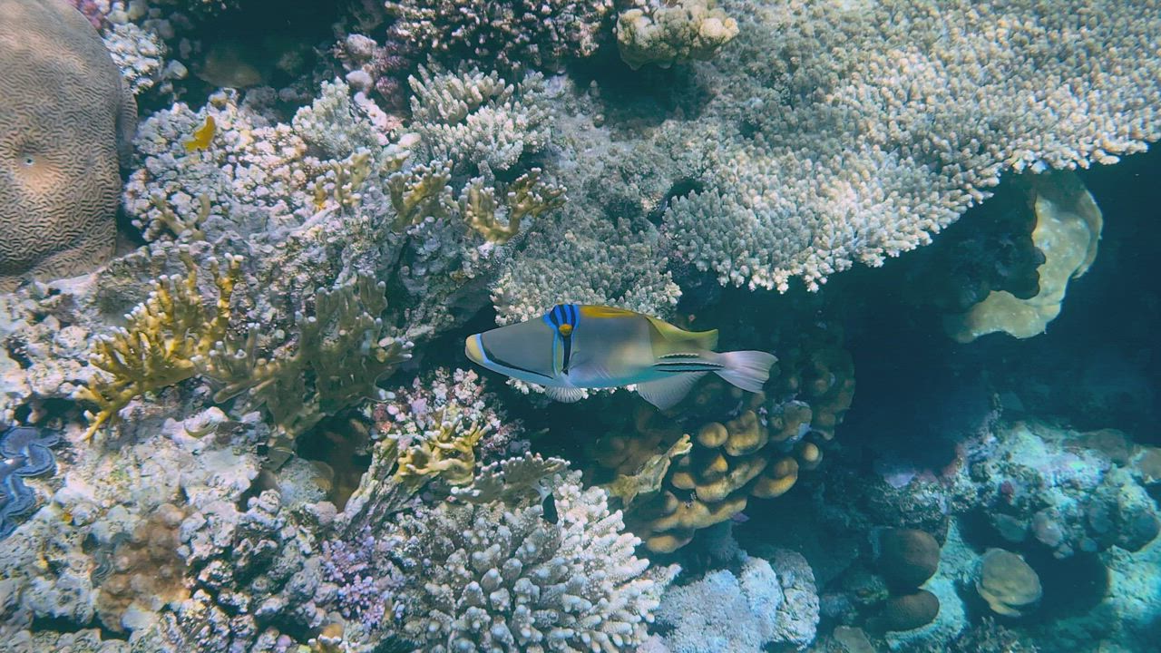 Exotic tropical fish swimming in the shallow coral reef - Free Stock Video