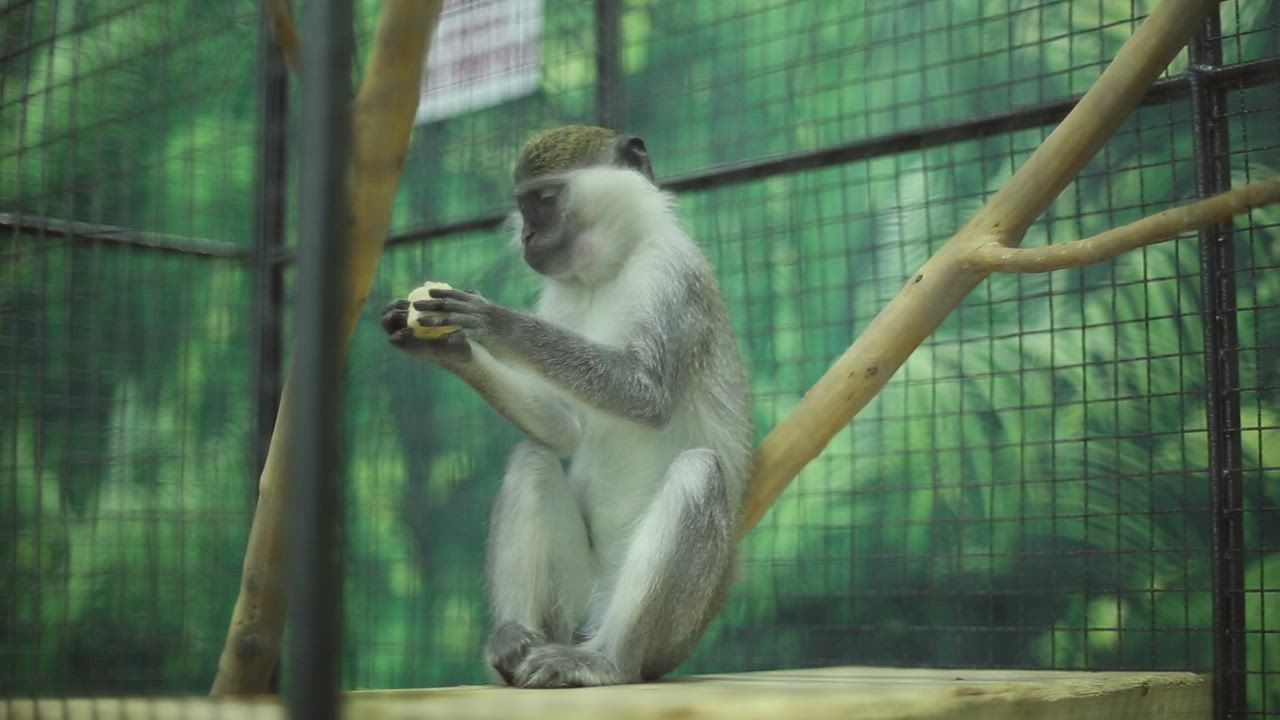 Monkey eating at a zoo in a cage - Free Stock Video