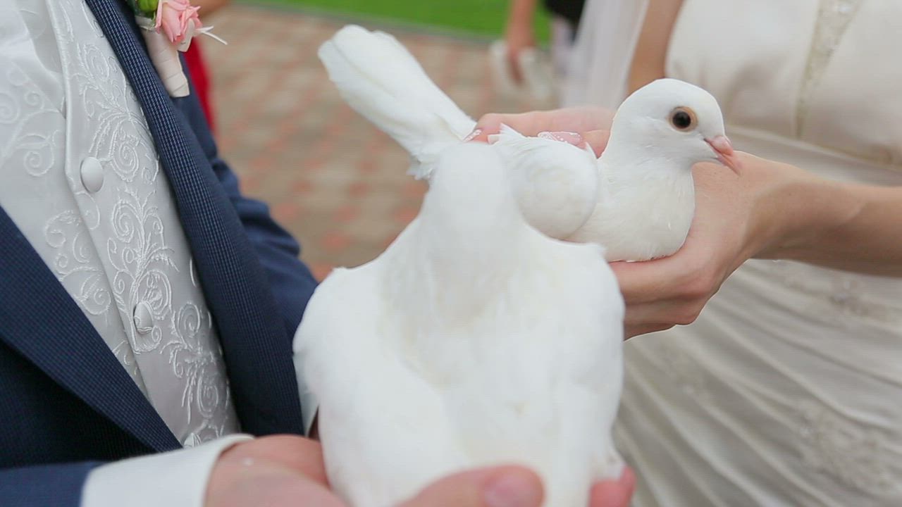 Two white doves at a wedding - Free Stock Video