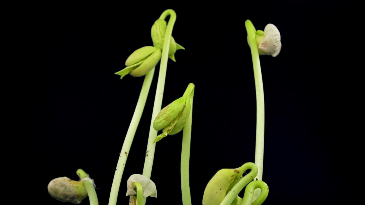 Time lapse of seedlings growing - Free Stock Video