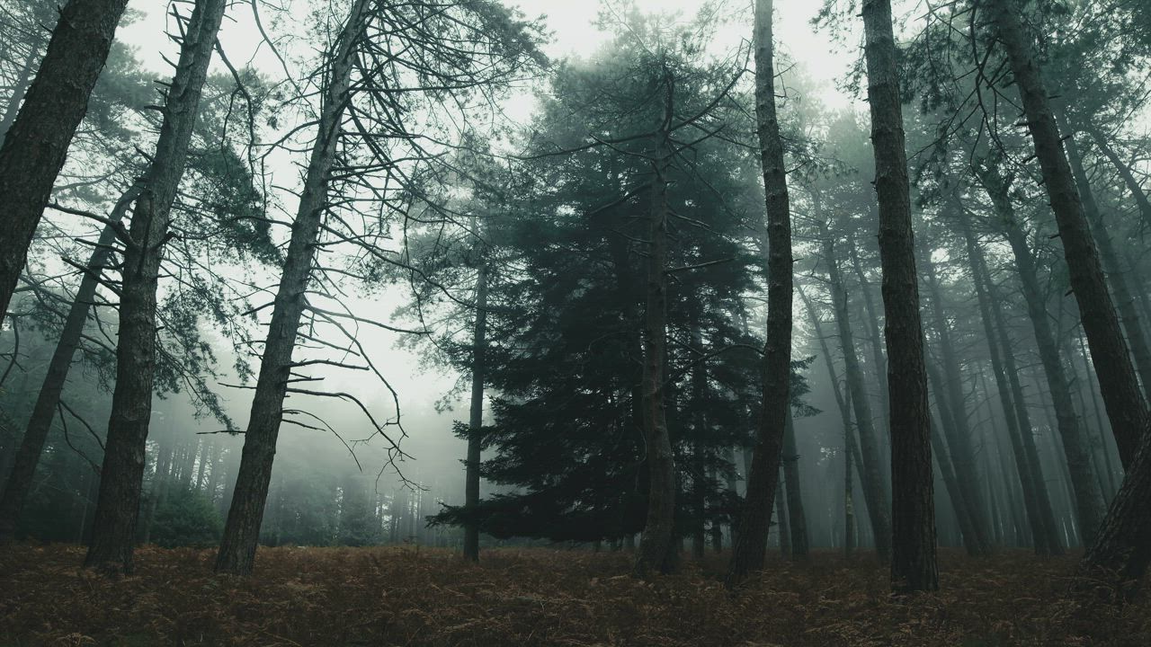 Cold and foggy forest landscape view - Free Stock Video