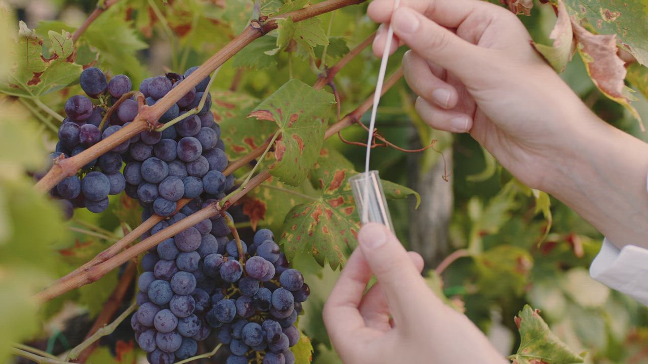 Agronomist takes samples from vineyard - Free Stock Video