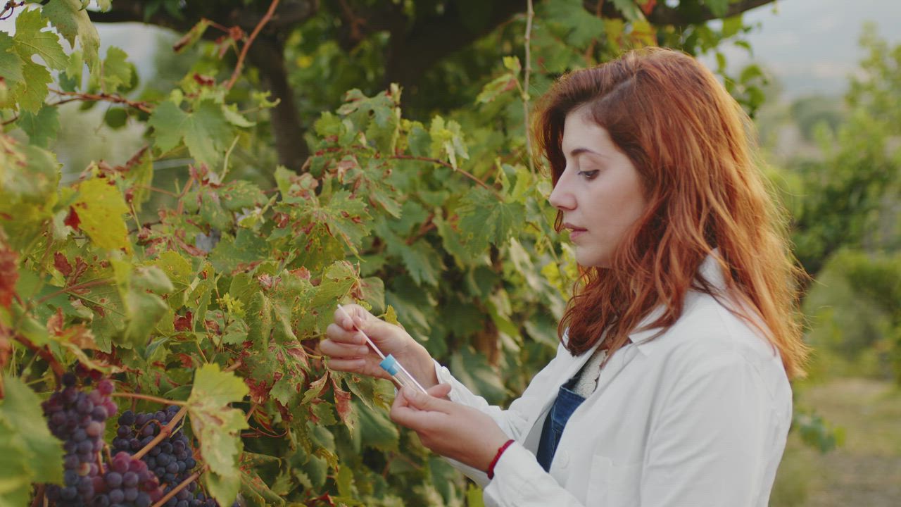 Agronomist takes pre-harvest vineyard samples - Free Stock Video