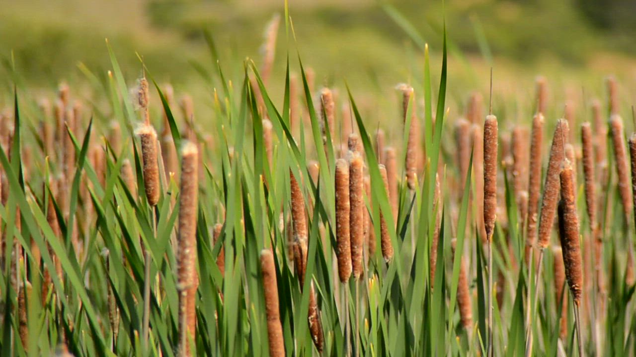 Marsh of reeds on a sunny day - Free Stock Video