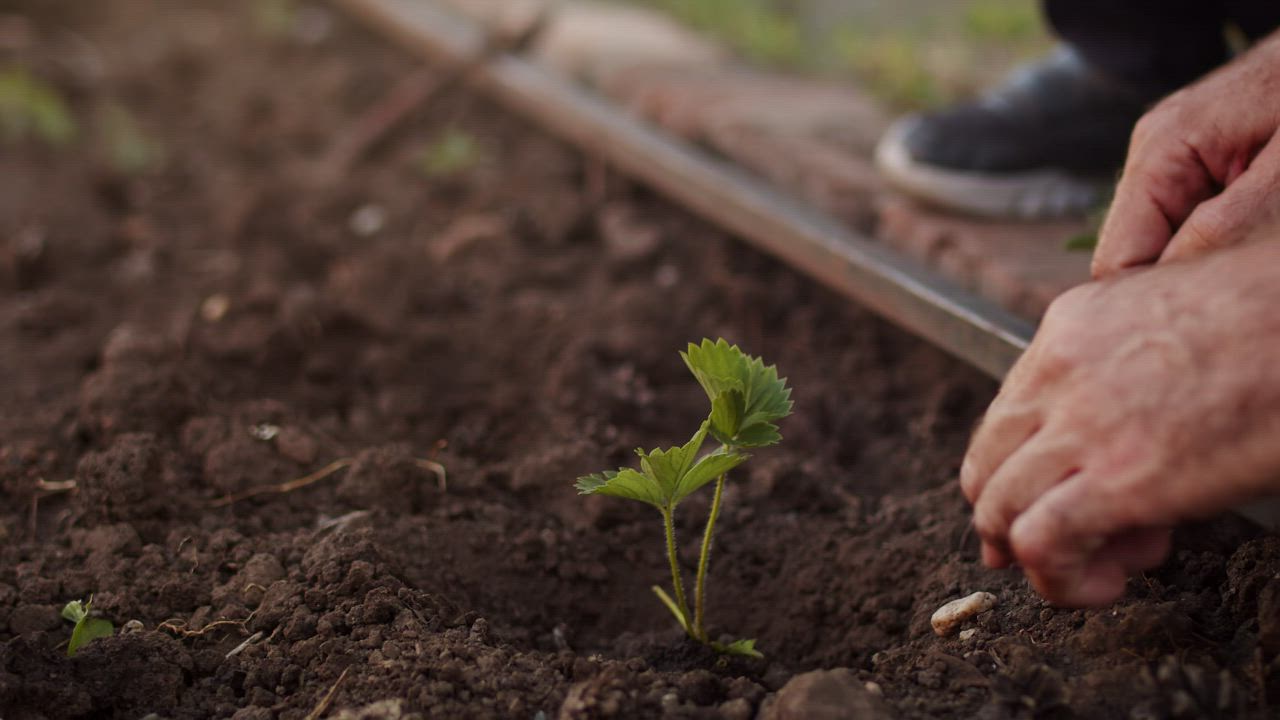 Close up of two people planting a small seedling - Free Stock Video