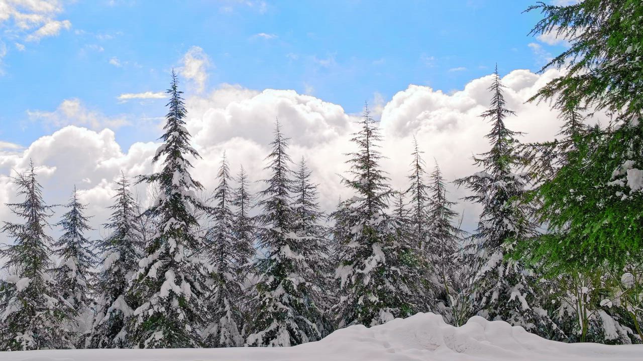Icy forest landscape - Free Stock Video