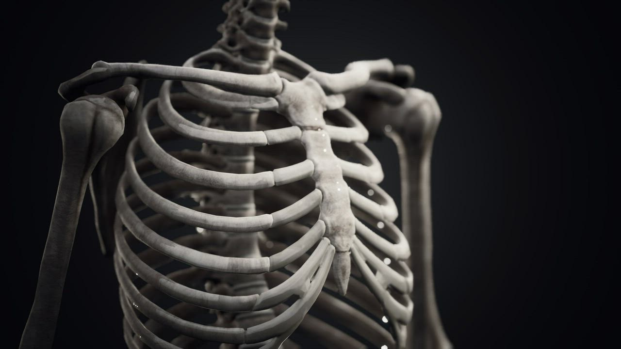 Close up of the rib cage of a skeleton - Free Stock Video