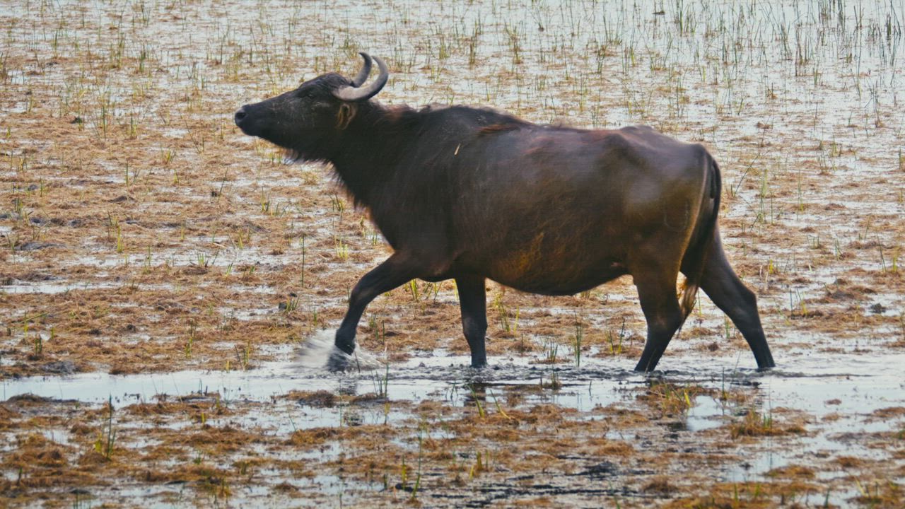 Buffalo at its natural environment - Free Stock Video