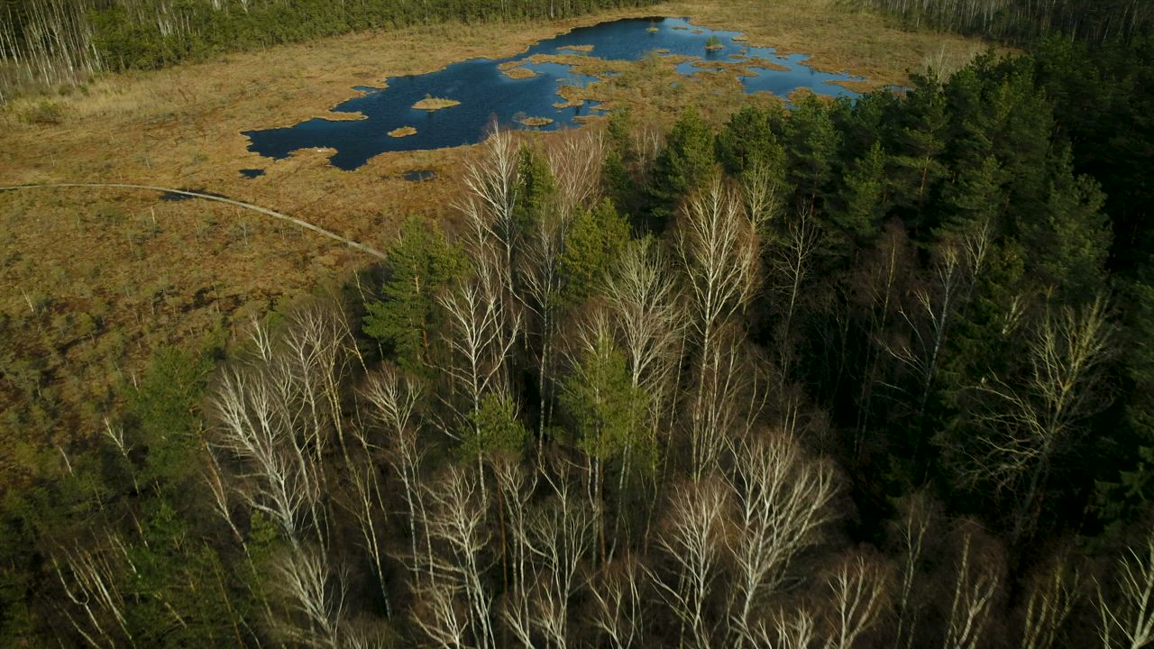 Aerial flyover of a swamp lake in springtime - Free Stock Video