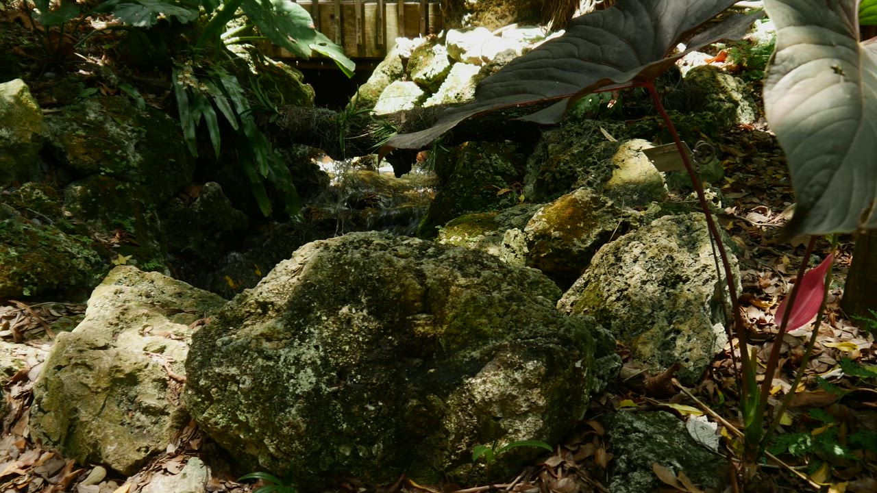 Water in a rainforest over moss covered rocks - Free Stock Video