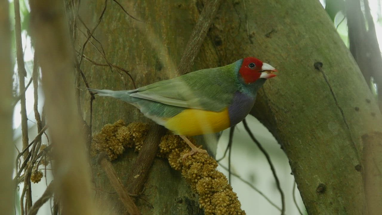 Bird feeding in a tree off seeds - Free Stock Video