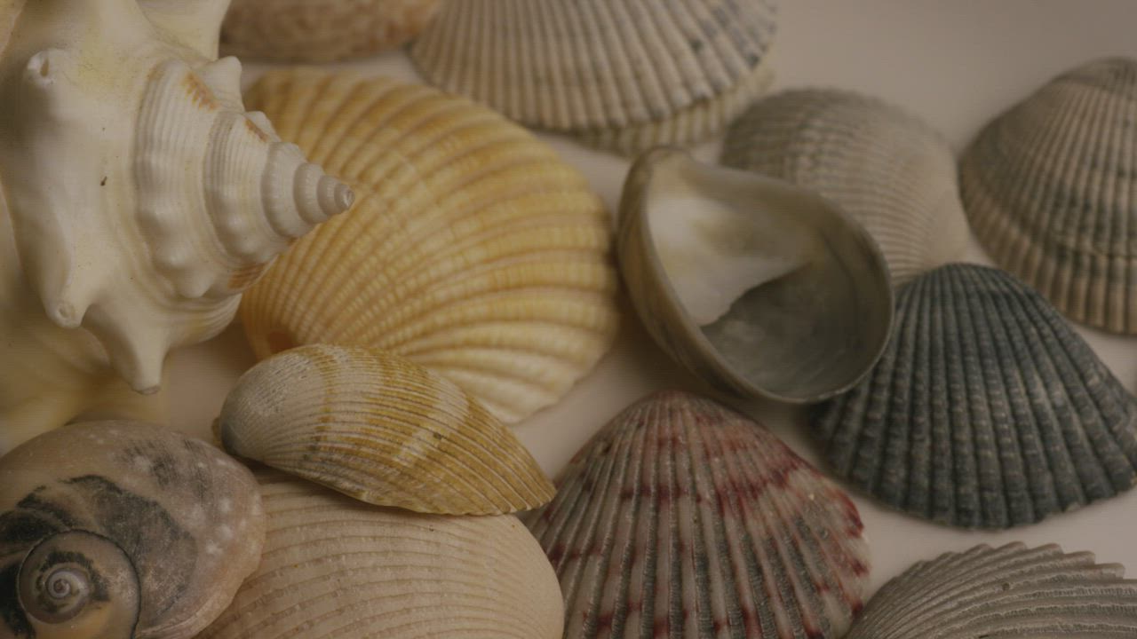 Variety of sea shells on a table - Free Stock Video
