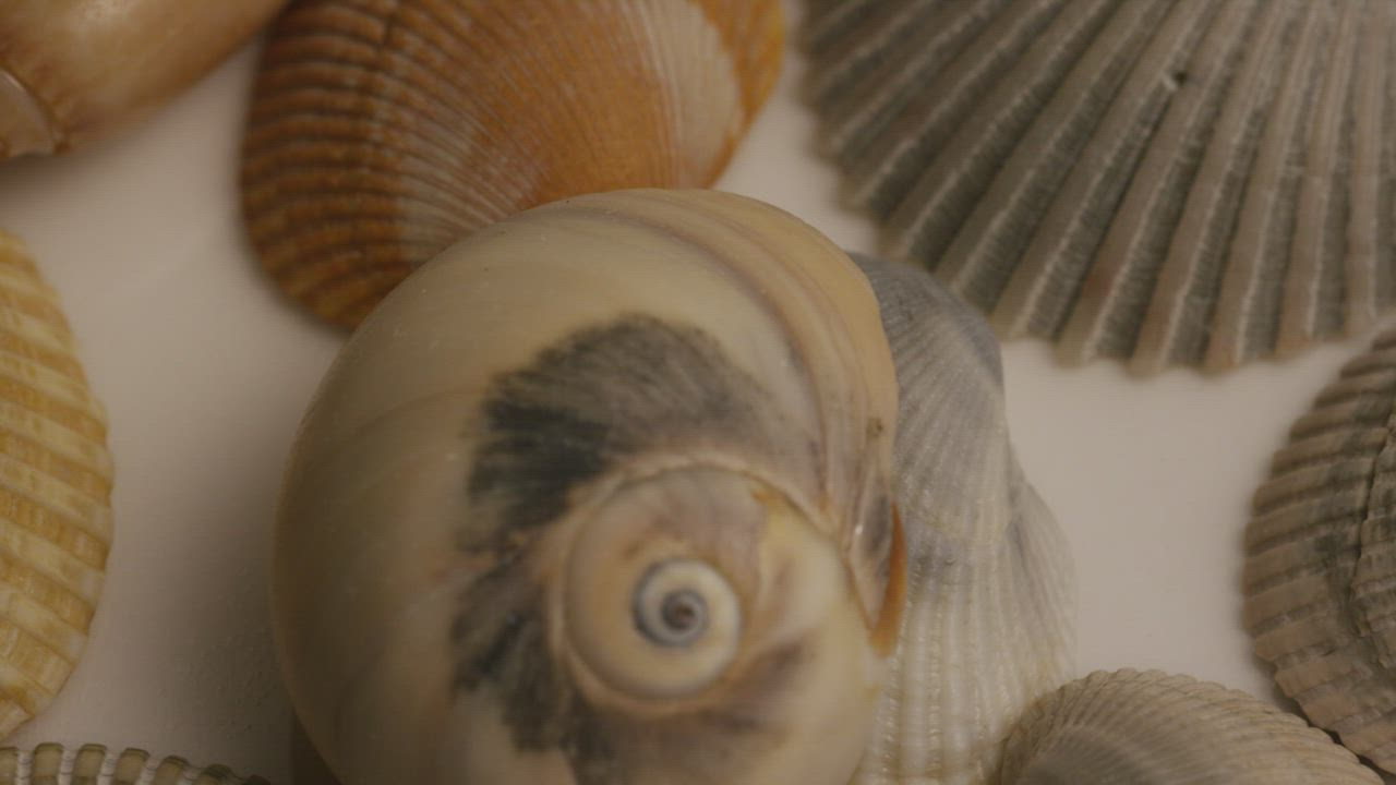 Range of shells laid out on a table - Free Stock Video
