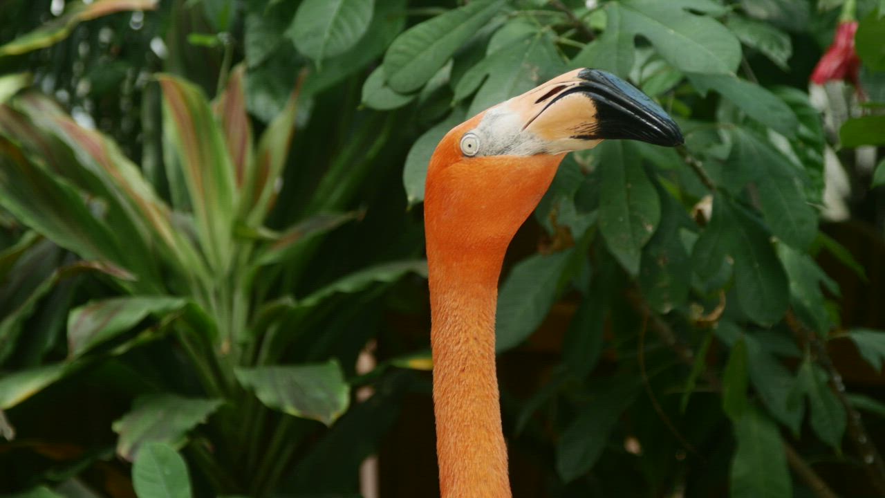 Head of a flamingo turning side to side - Free Stock Video