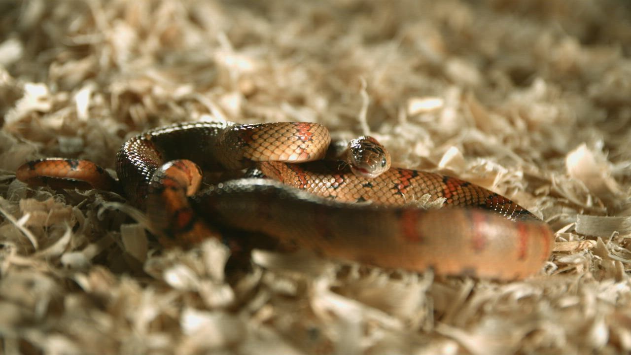 Red snake sticking out its tongue in slow motion - Free Stock Video