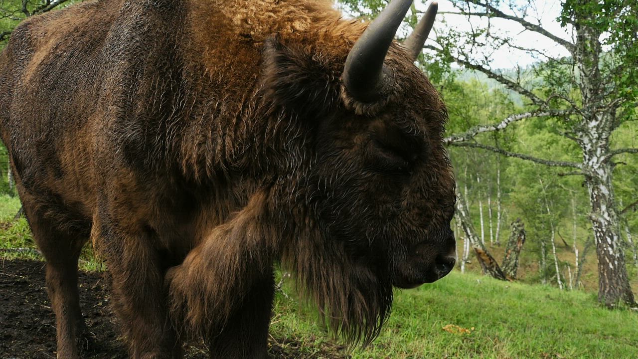 Large wooly Bison walking through the woods - Free Stock Video