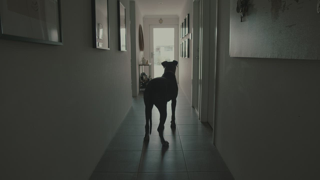 Large dog standing in a dark hallway - Free Stock Video