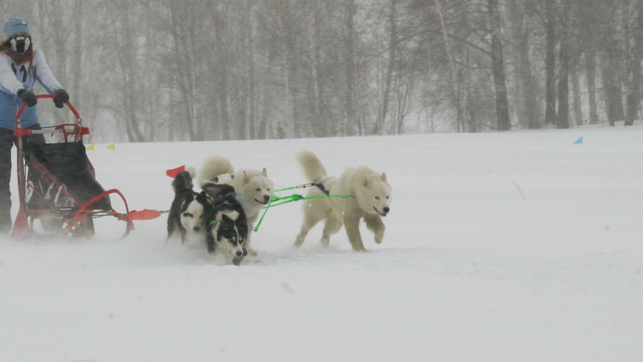 Husky dogs pulling a sled through the snow - Free Stock Video