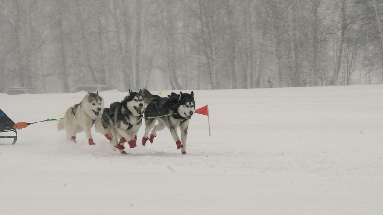 Team of husky dogs pulling a sled through the snow in a race - Free ...