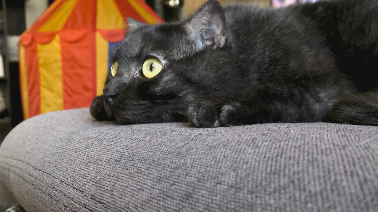 Playful black cat with bright eyes following a toy around - Free Stock ...