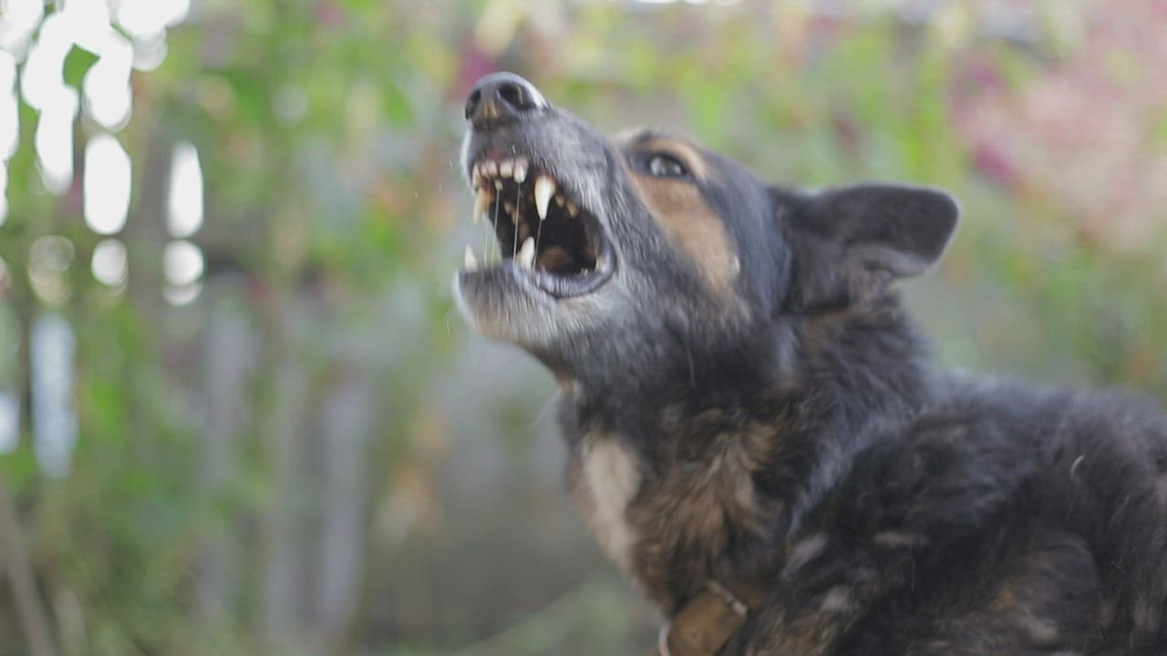 Aggressive german shepherd barking - Free Stock Video