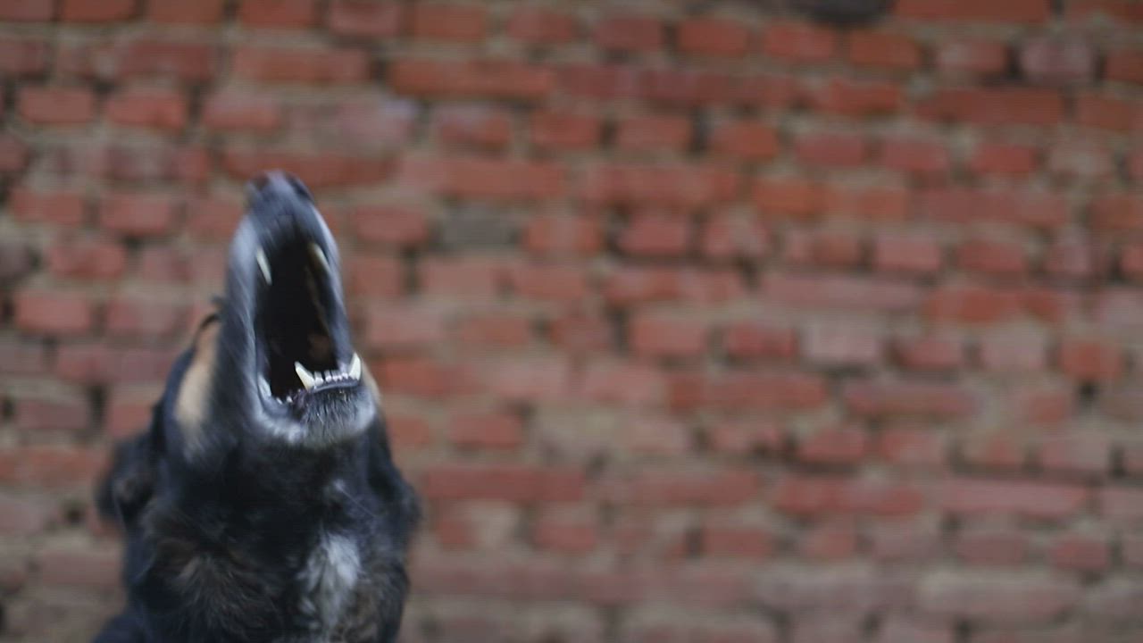 Angry dog barking aggressively next to a break wall - Free Stock Video