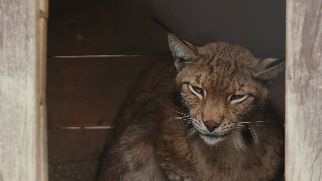 Bobcat sitting in a wooden house at the zoo - Free Stock Video