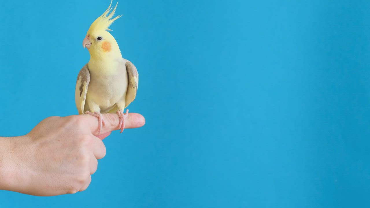 A cockatiel parrot siting on a man's finger - Free Stock Video