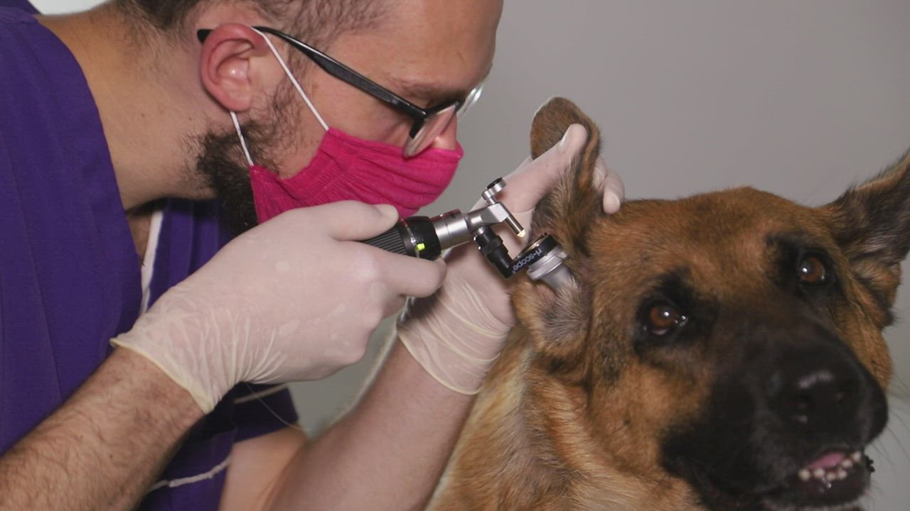 Veterinarian examines German shepherd's ears - Free Stock Video