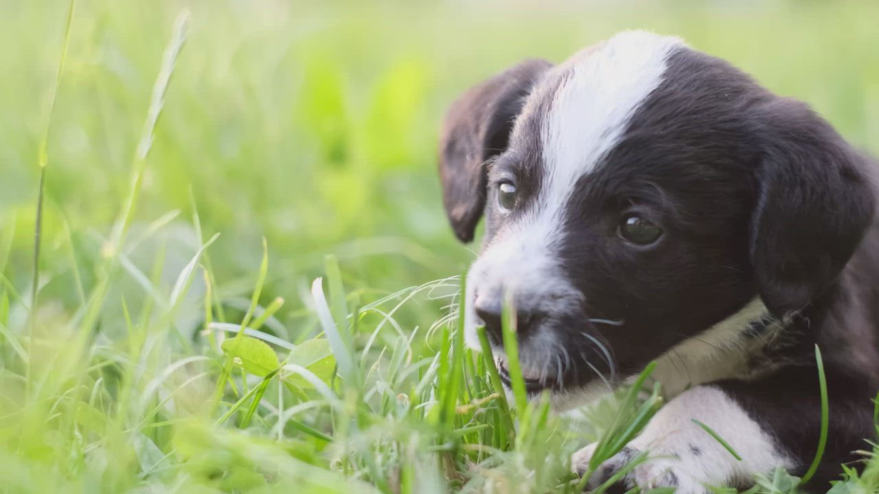 Puppy dog eating grass in the park - Free Stock Video