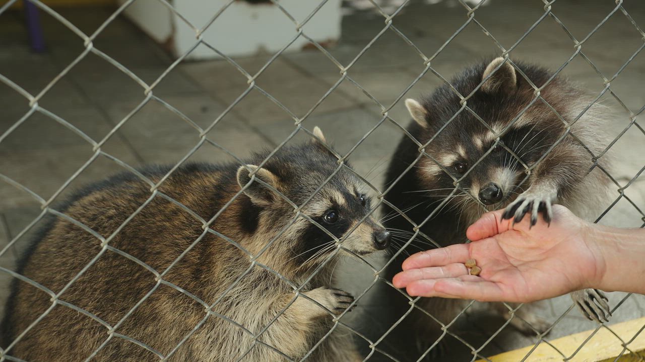 Couple of raccoons being fed - Free Stock Video