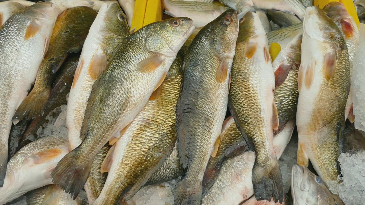 Close up of various fish sitting in a stall - Free Stock Video