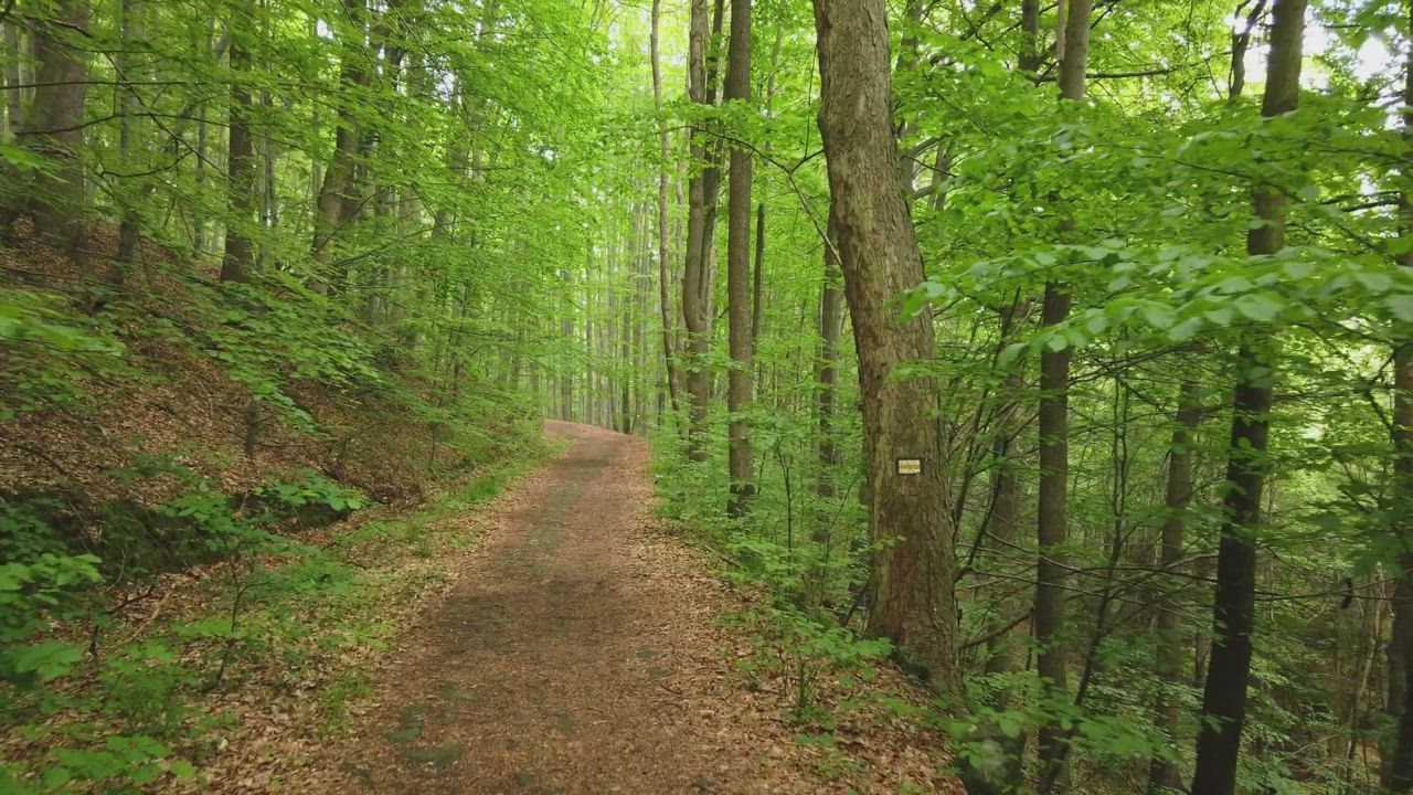 Steady camera shot of a beautiful green forest - Free Stock Video
