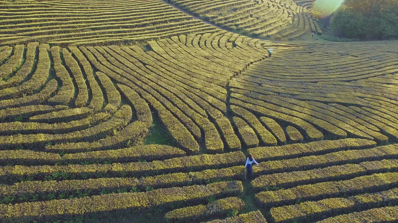 Woman runs freely among tea plantations at sunset - Free Stock Video