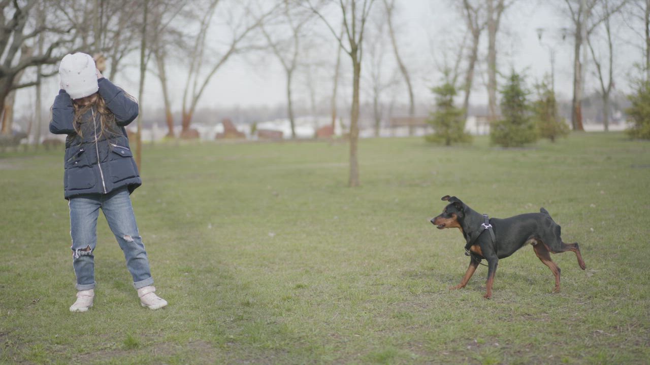 Young girl standing scared with a small dog barking at her - Free Stock ...