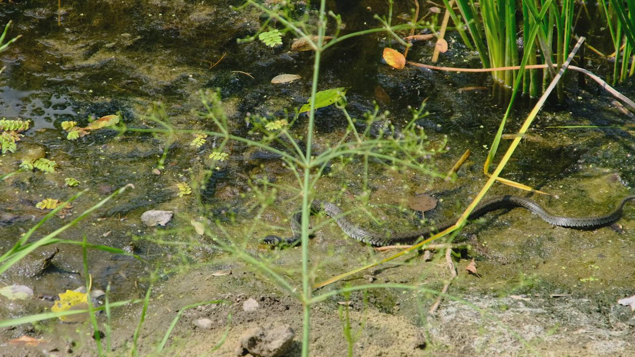 Snake crawls along the river - Free Stock Video