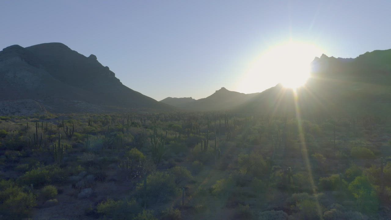 Arid ecosystem with vegetation and cacti at sunset - Free Stock Video