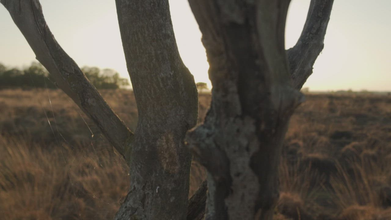 Dry tree in the desert at sunset - Free Stock Video