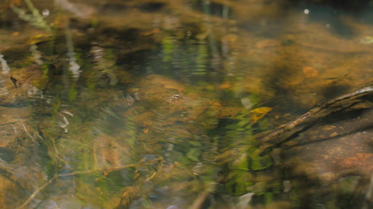 Water spider or pond skater floating on the water surface - Free Stock ...